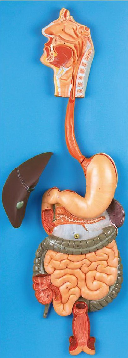 DIGESTIVE SYSTEM (SOFT) MOL139 – New Pak Surgical