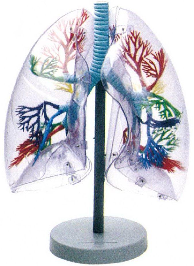 MODEL OF TRANSPARENT HUMAN LUNG SEGMENT (JUMBO) – New Pak Surgical